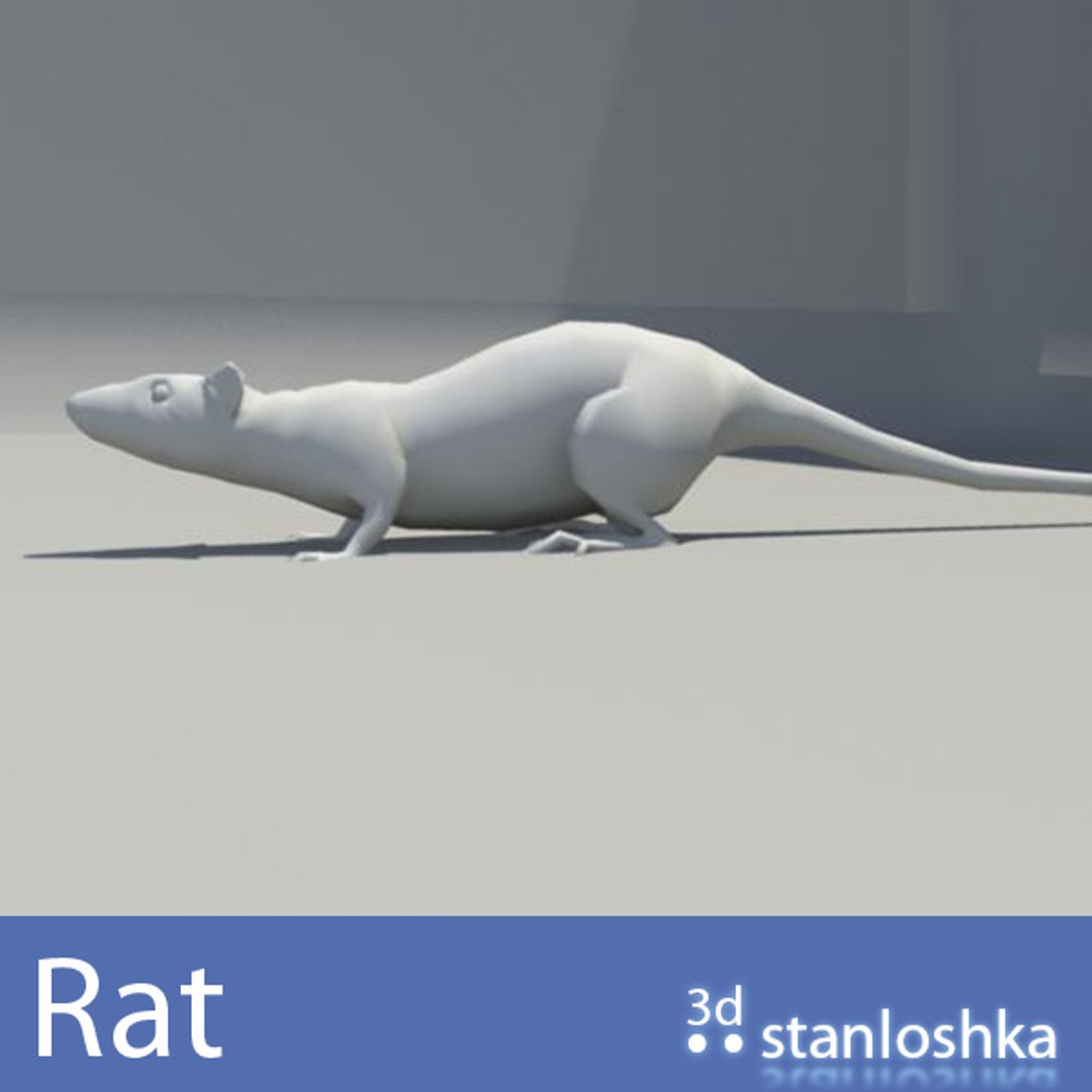 3d Rat Model