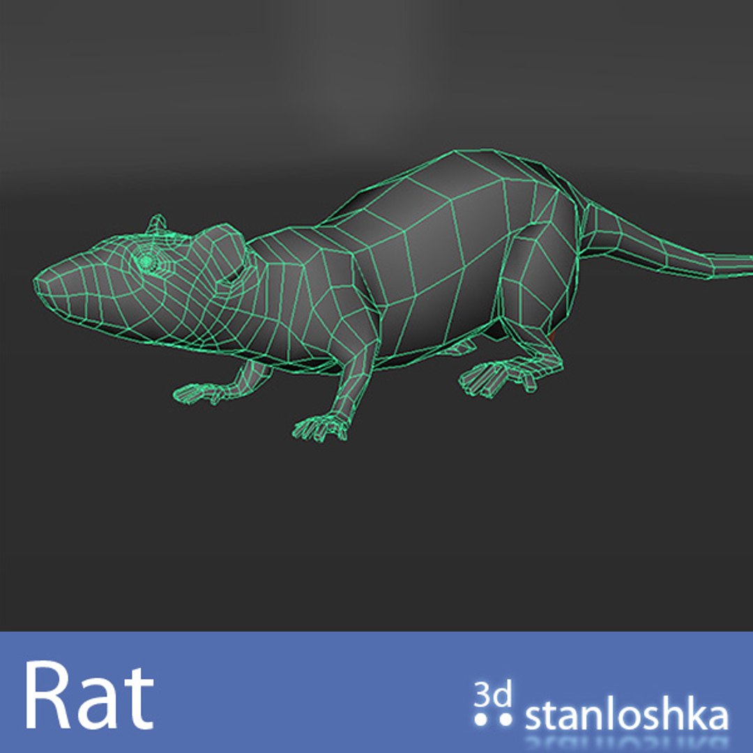 3d Rat Model