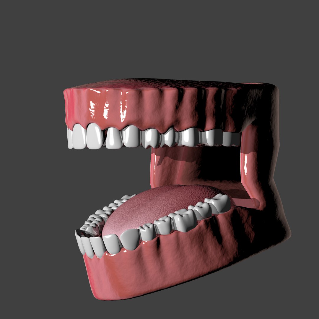3d Model Human Mouth