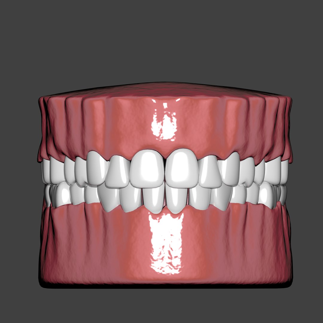3d Model Human Mouth