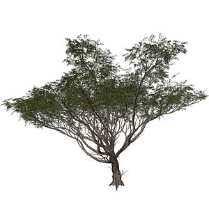 3D Acacia Models - Browse & Download Formats - TurboSquid