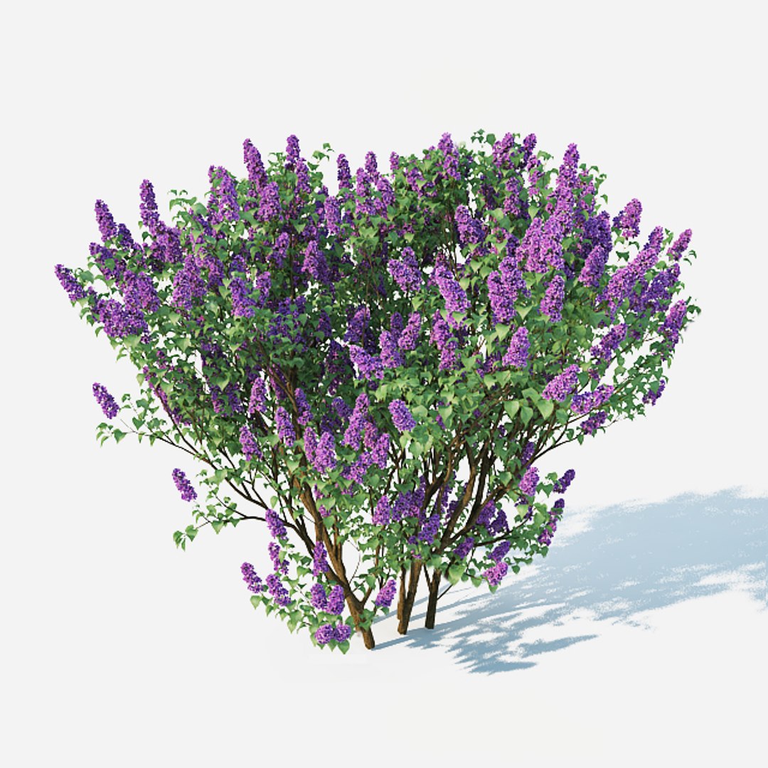 3D Lilac - TurboSquid 1226787