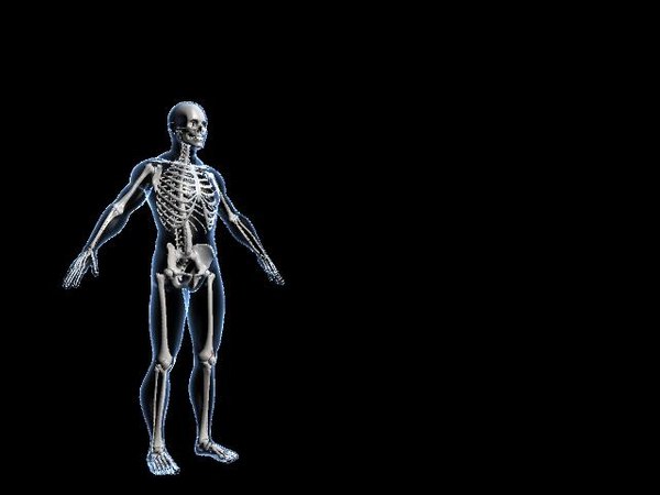 Animated Human Skeleton 3D Models for Download | TurboSquid