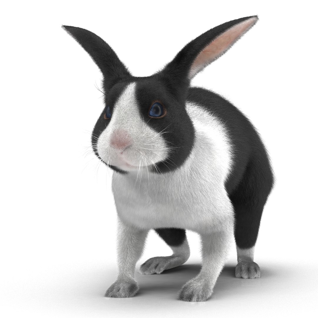 3d black rabbit rigged model