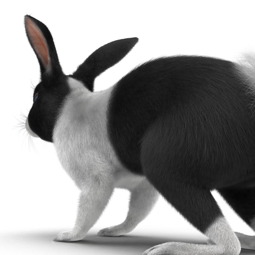 3d black rabbit rigged model
