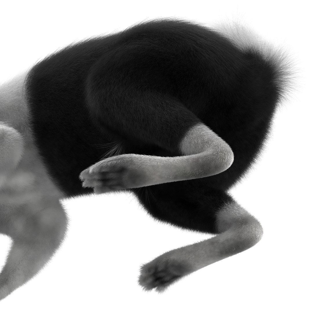 3d black rabbit rigged model