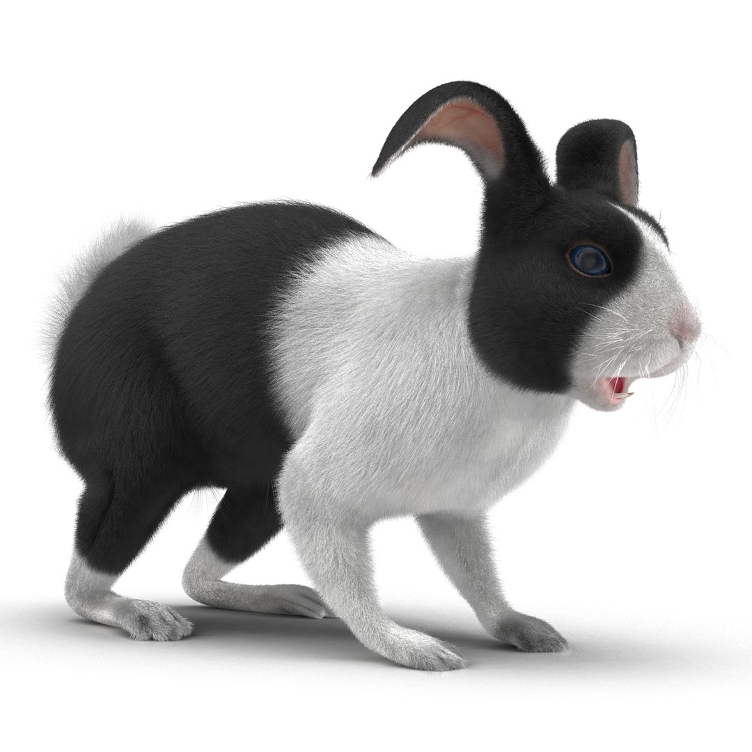 3d black rabbit rigged model