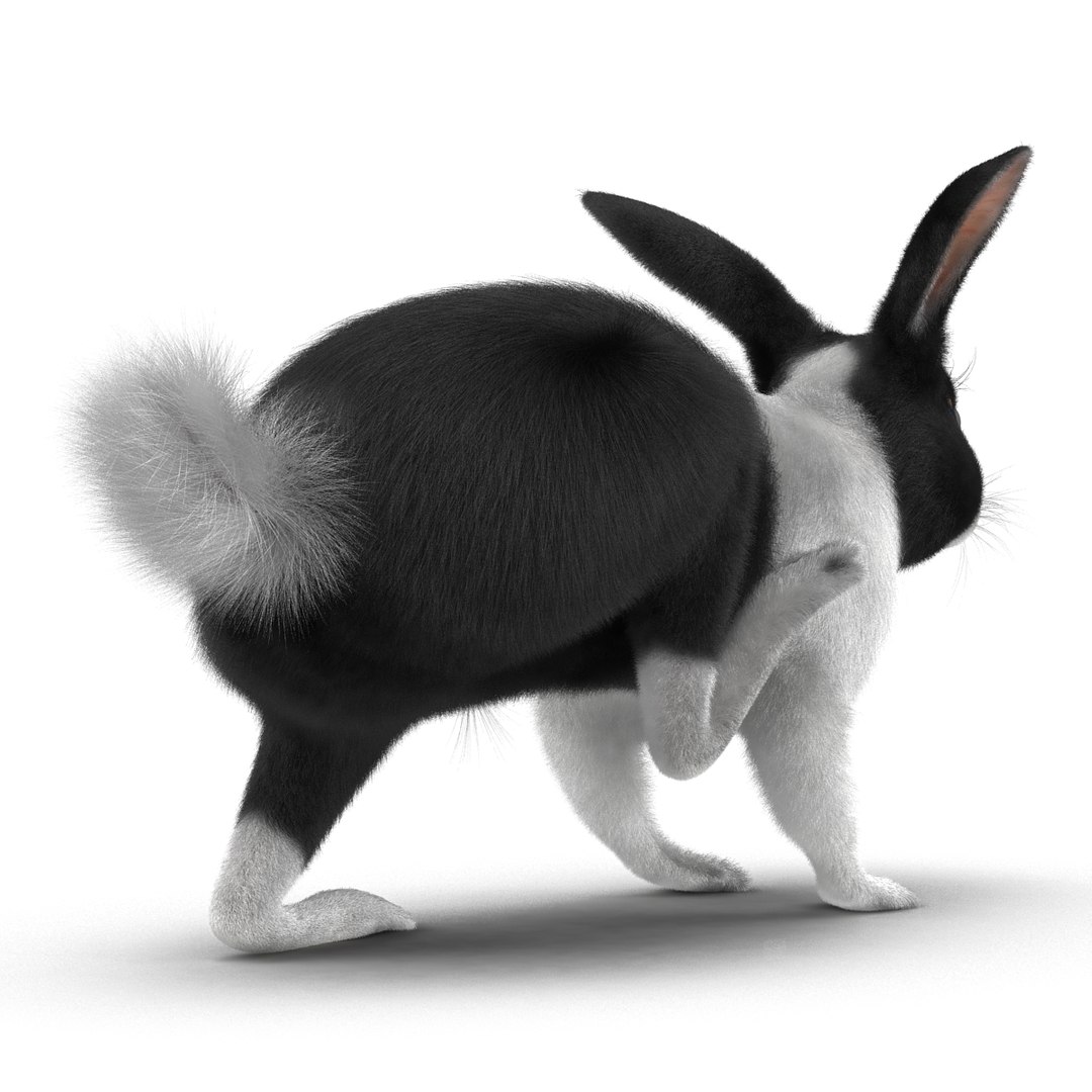 3d black rabbit rigged model