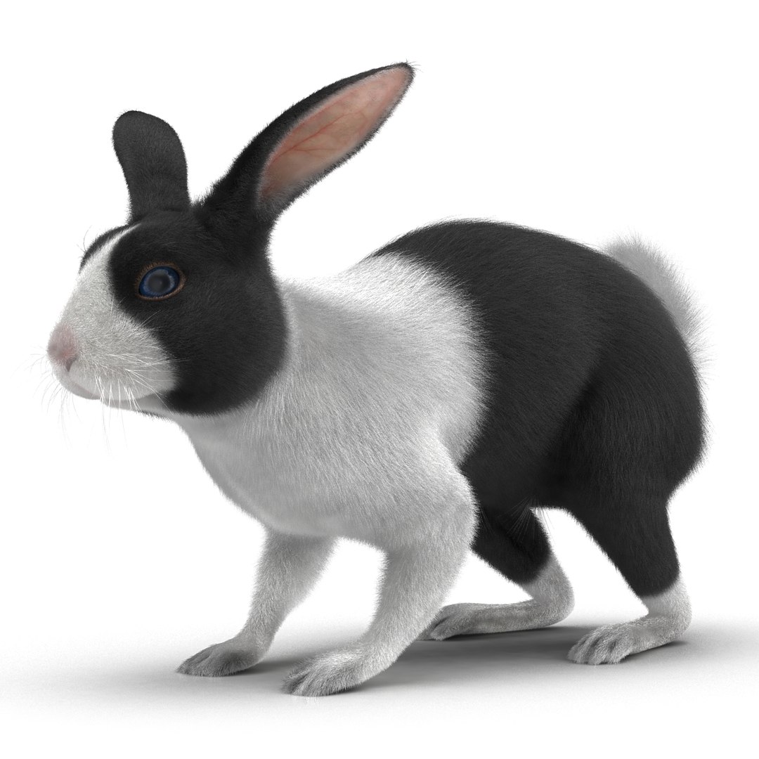 3d black rabbit rigged model
