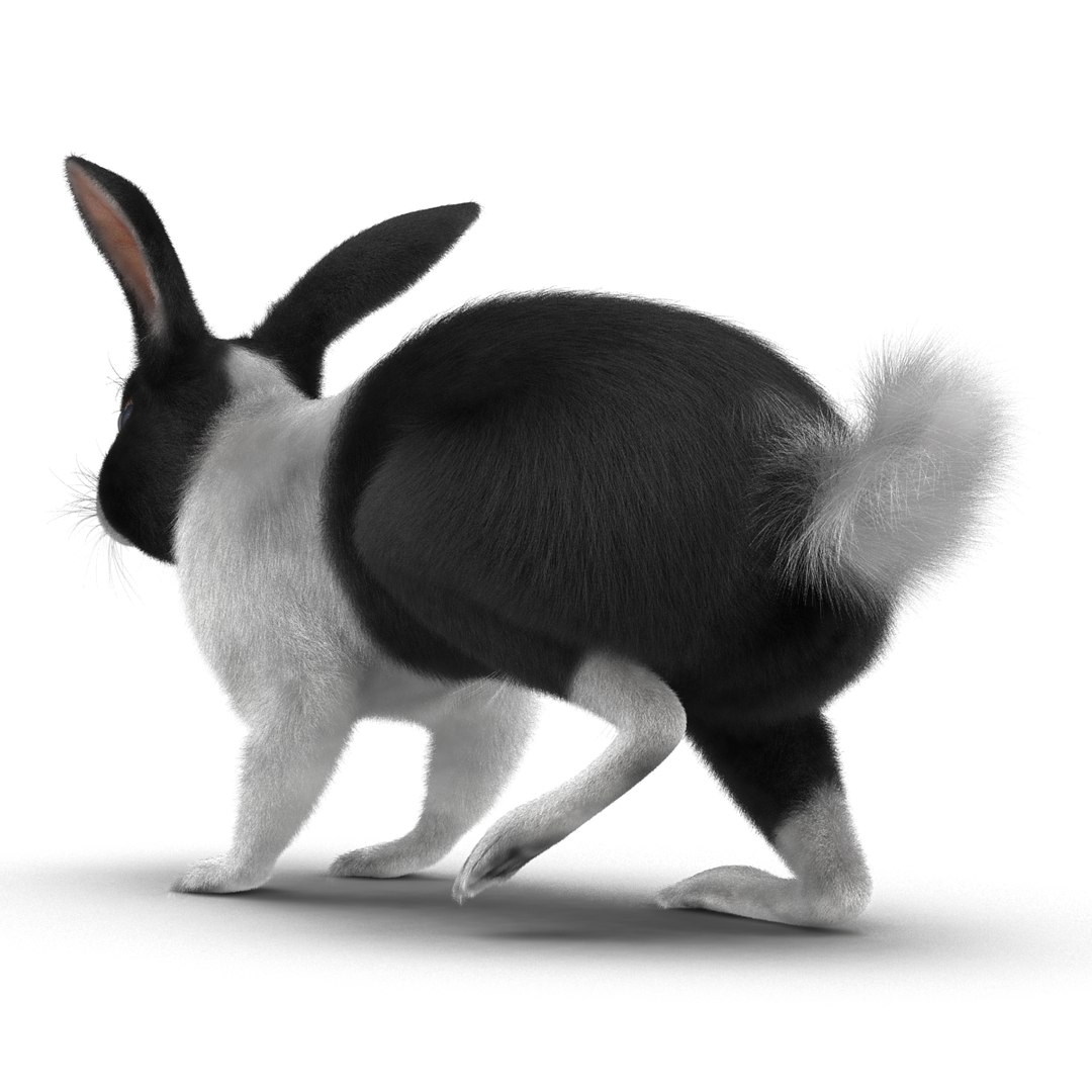 3d black rabbit rigged model