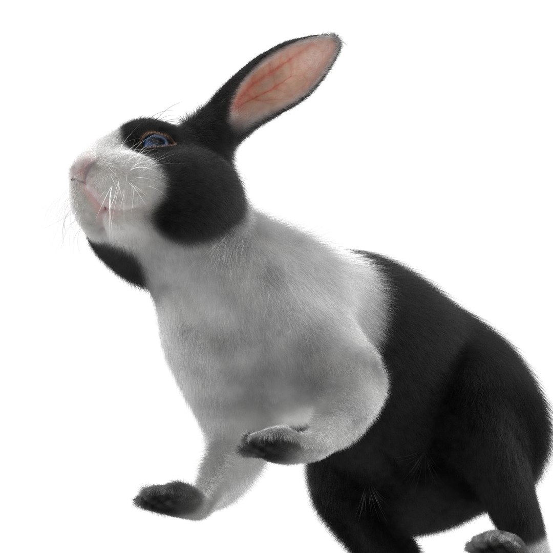 3d black rabbit rigged model