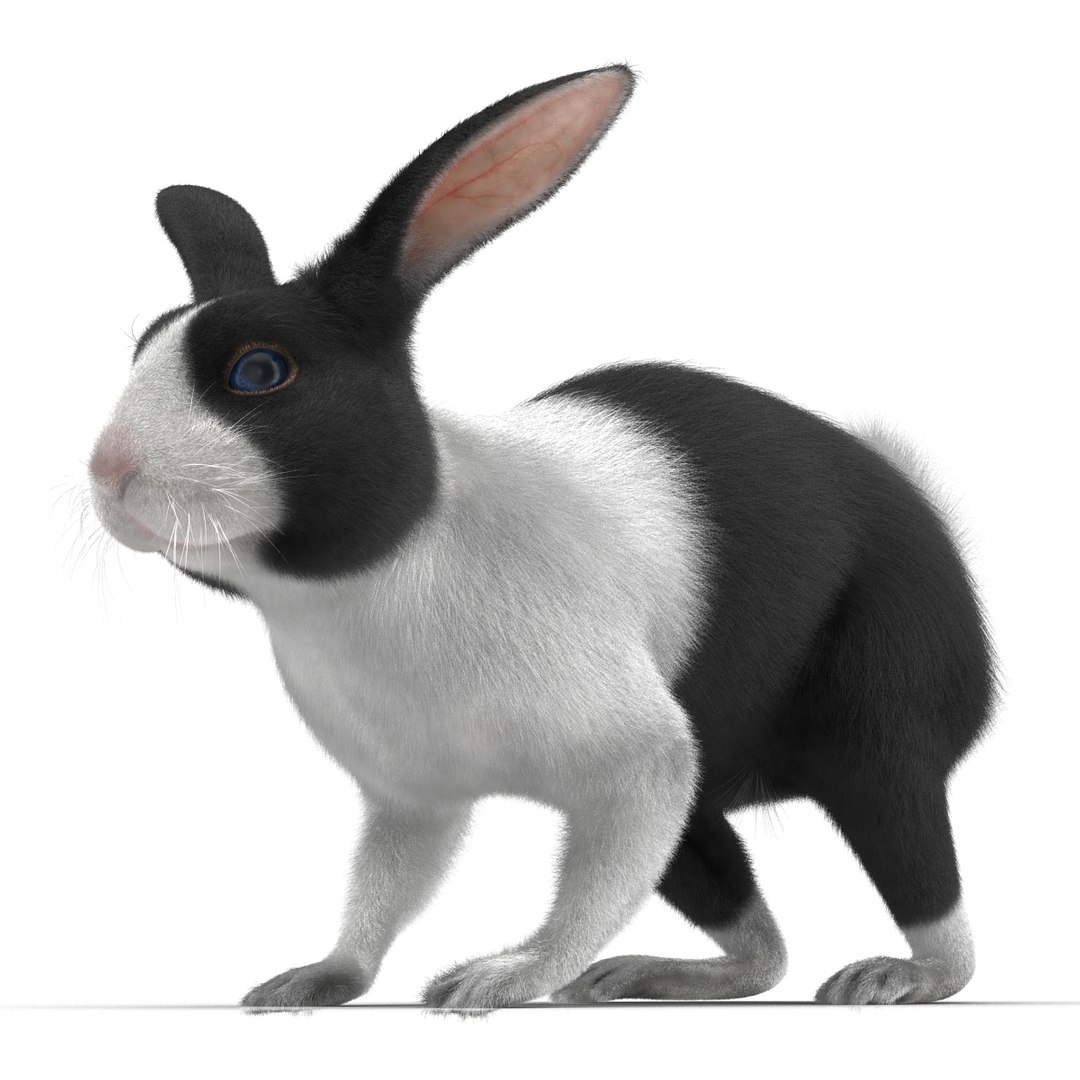 3d black rabbit rigged model