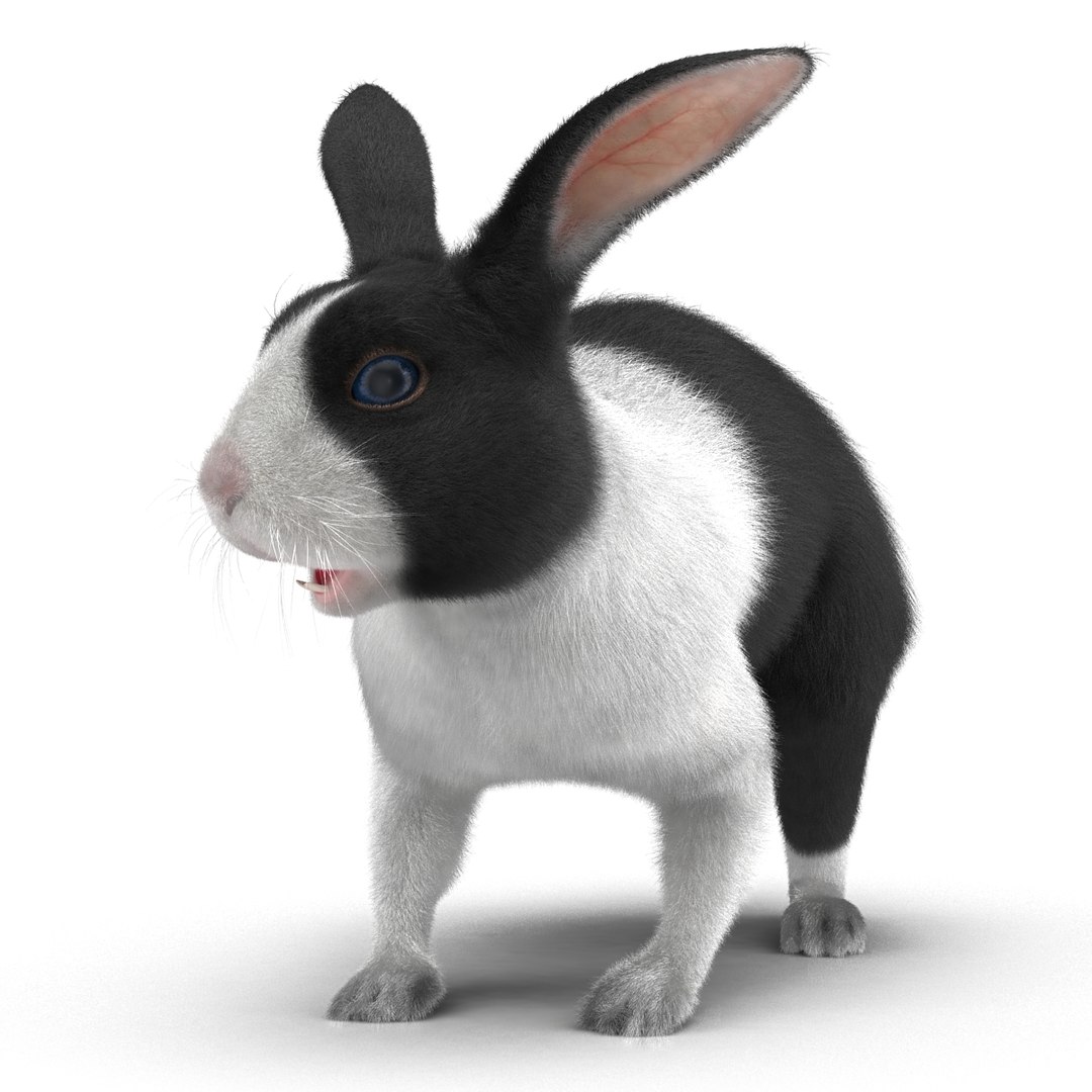 3d black rabbit rigged model