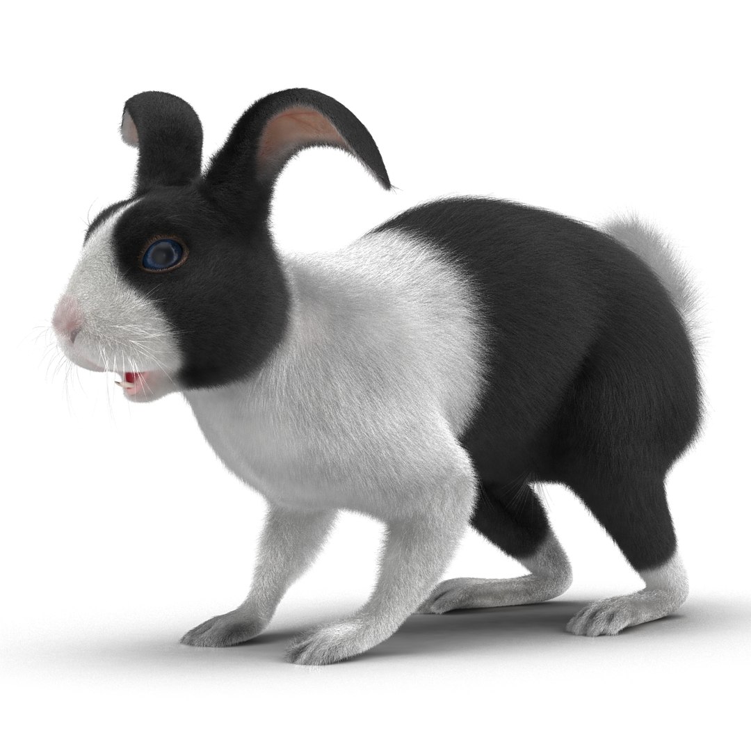3d black rabbit rigged model