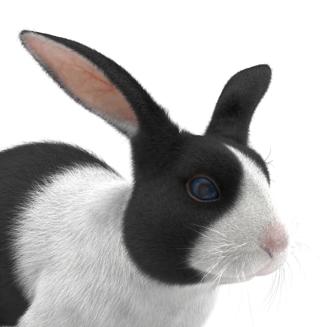 3d black rabbit rigged model
