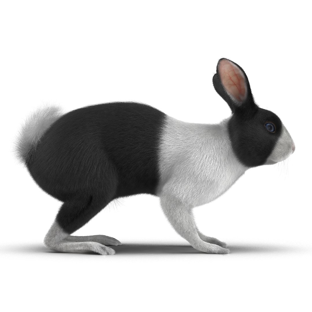 3d black rabbit rigged model