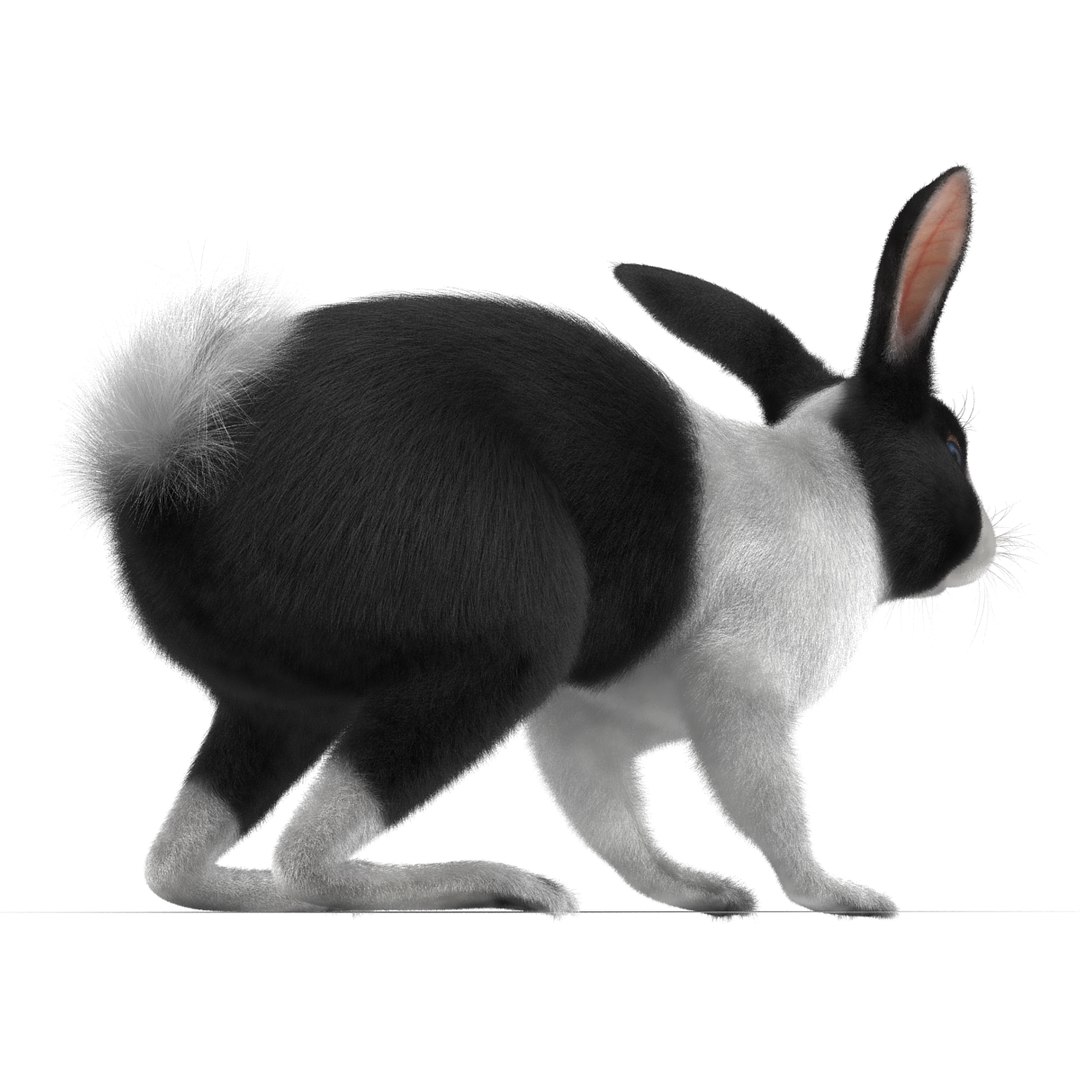 3d black rabbit rigged model