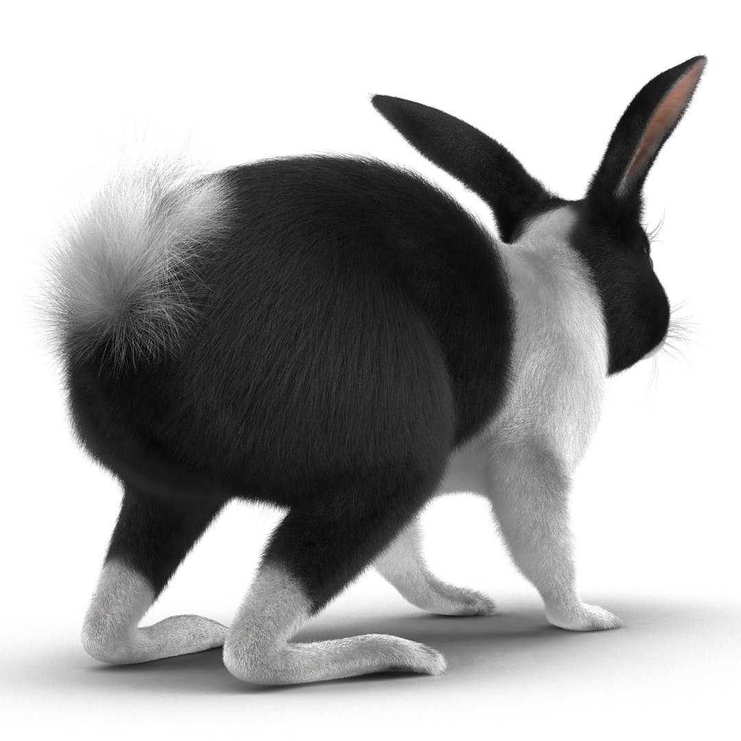 3d black rabbit rigged model