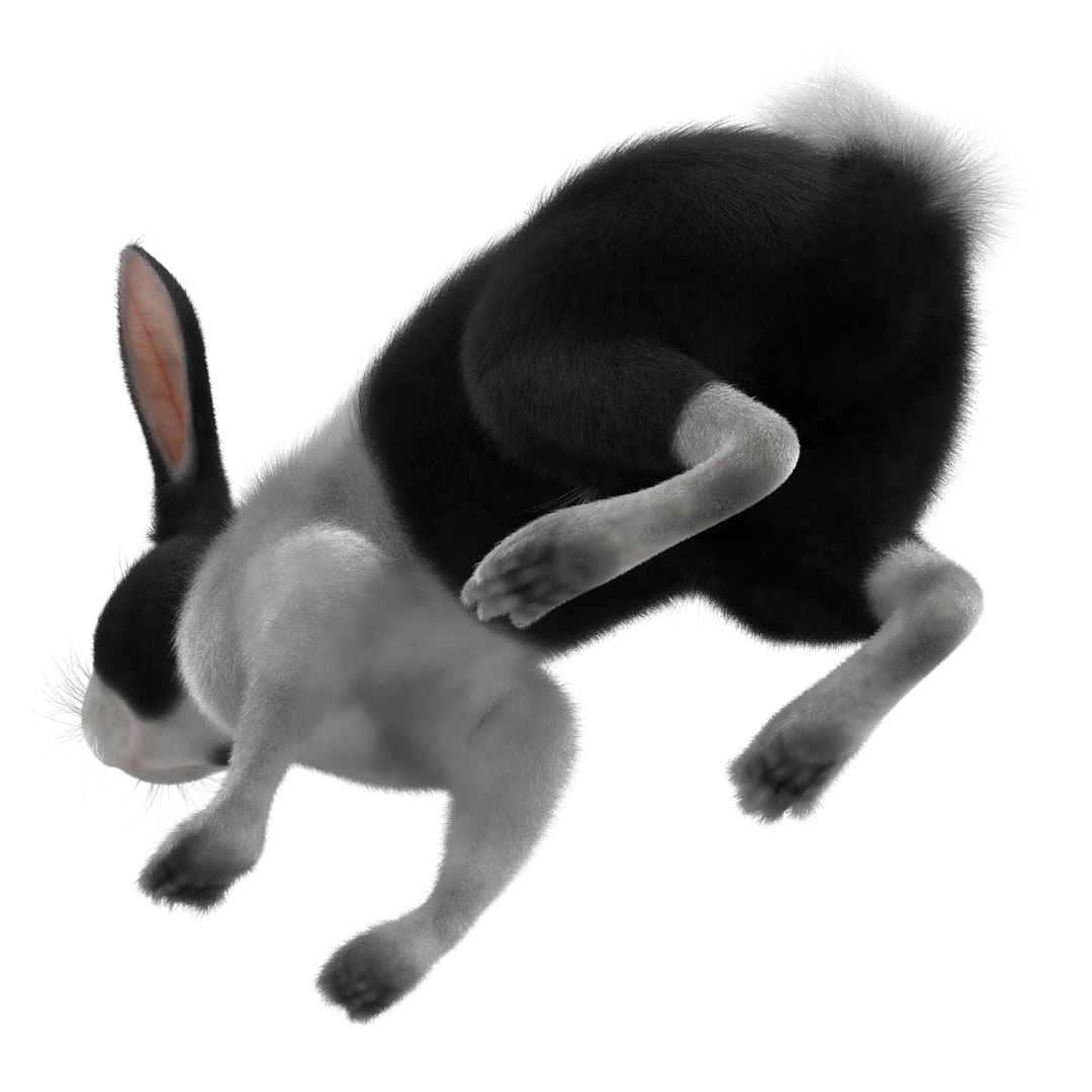 3d black rabbit rigged model