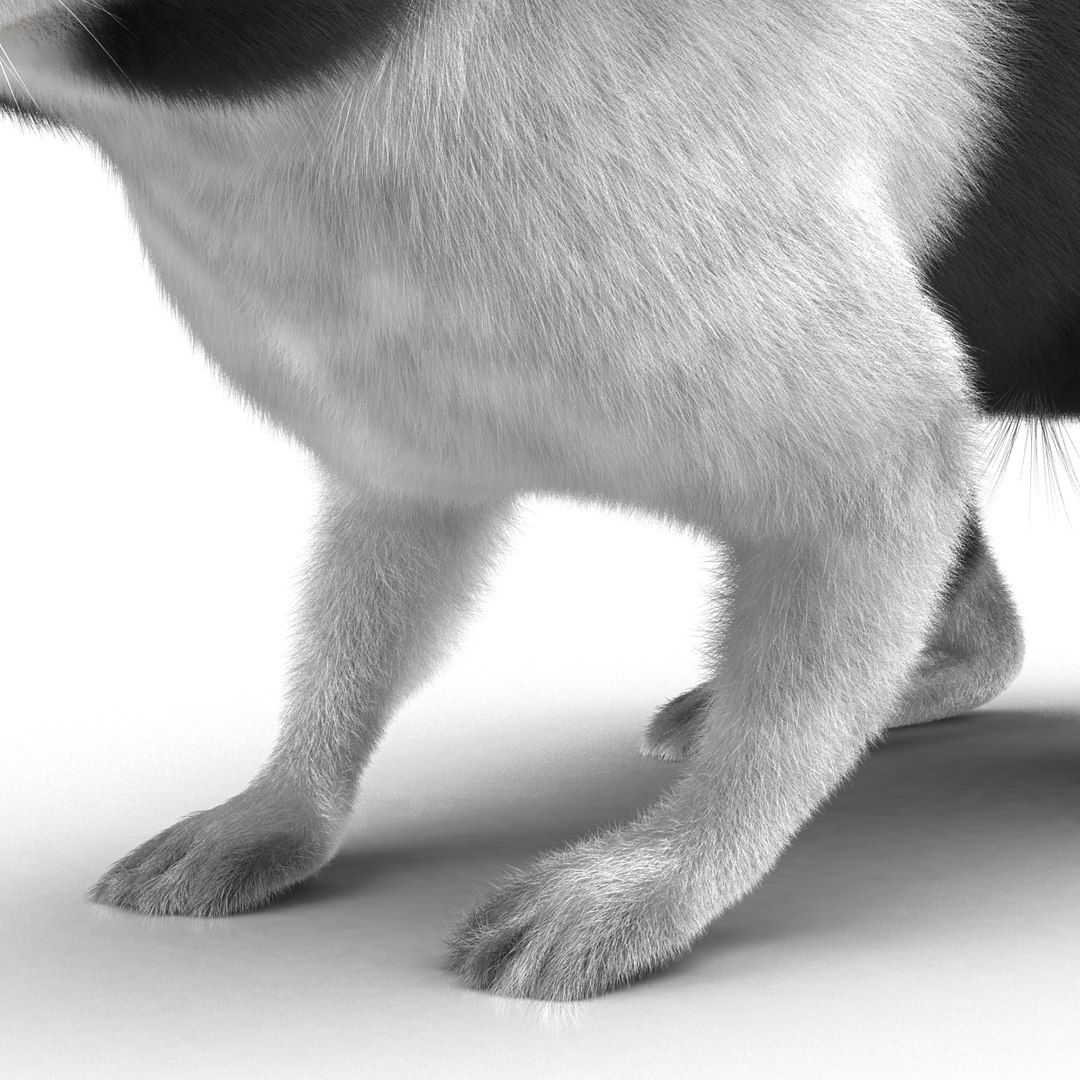 3d black rabbit rigged model