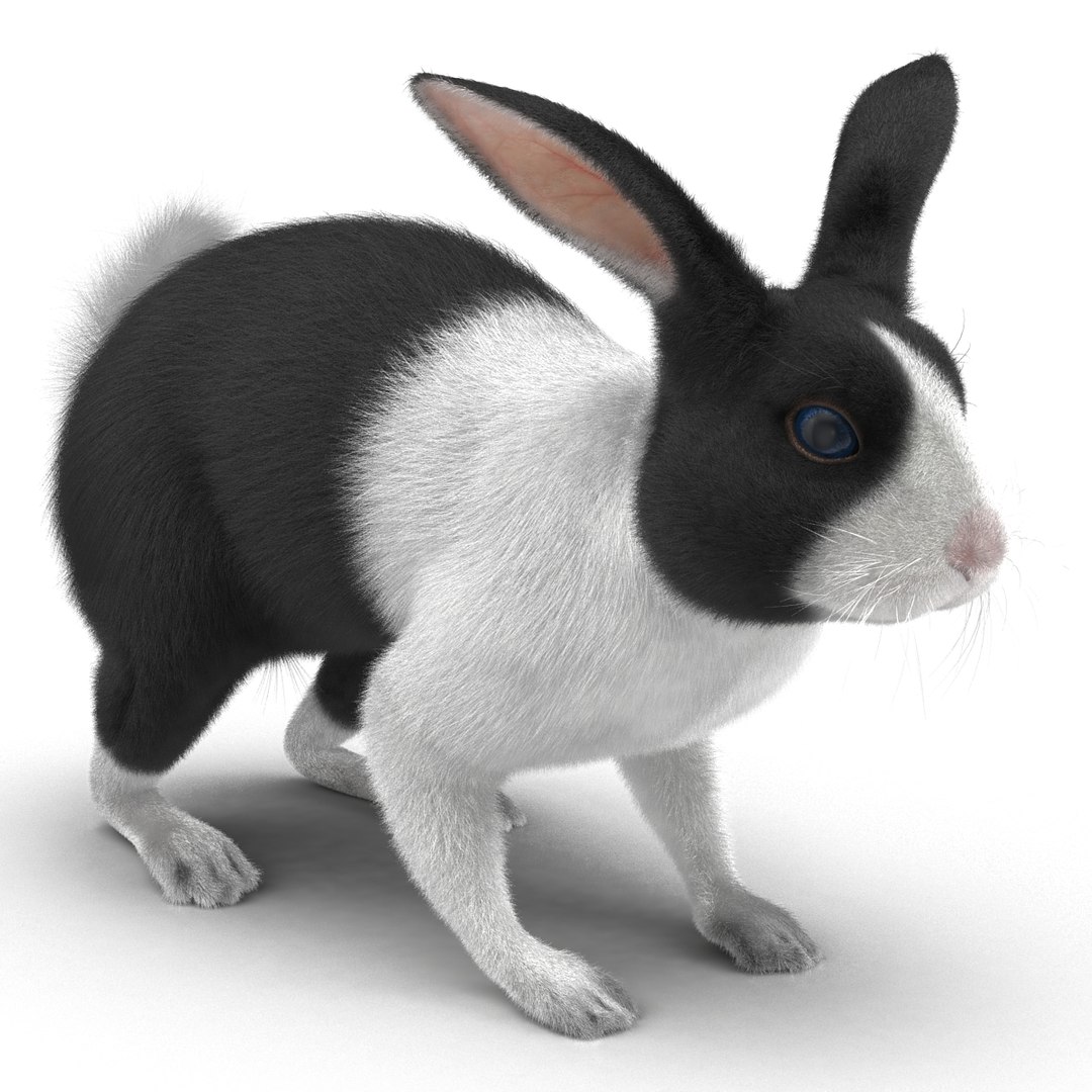 3d black rabbit rigged model