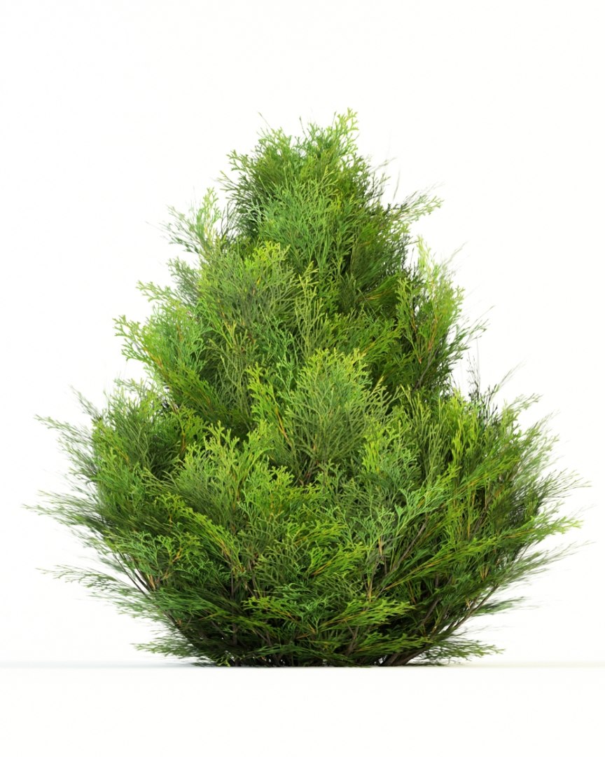Thuja Max