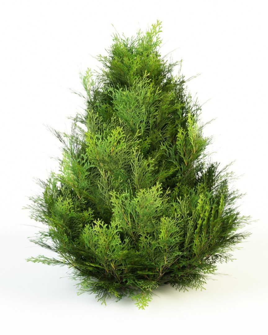 Thuja Max
