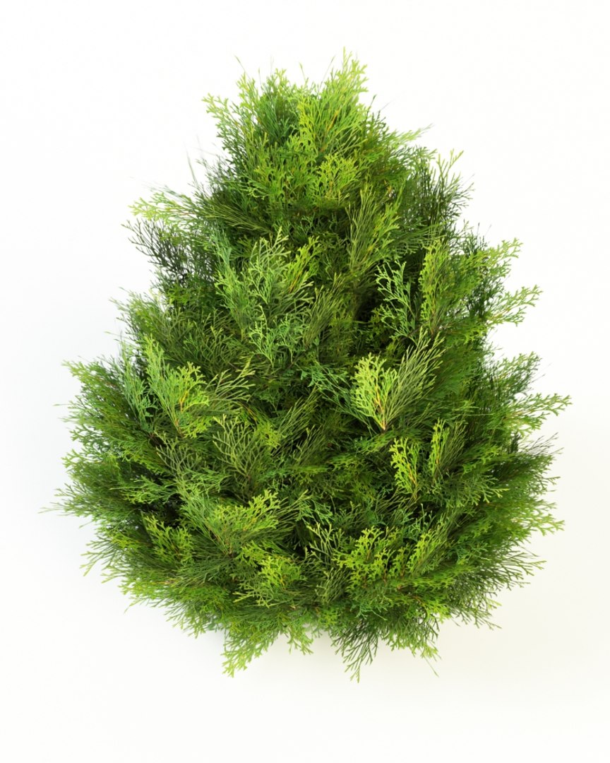 Thuja Max