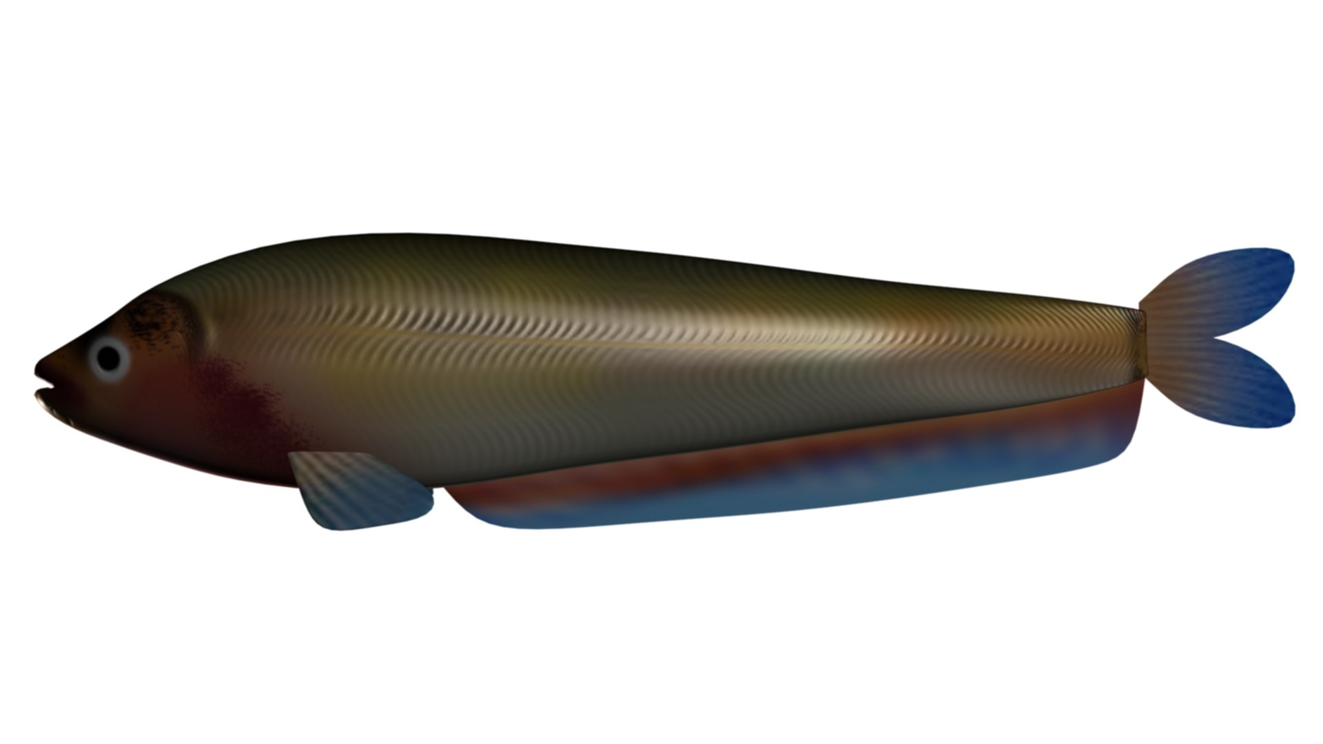 Butterfish Pabda 3D Model - TurboSquid 2046764