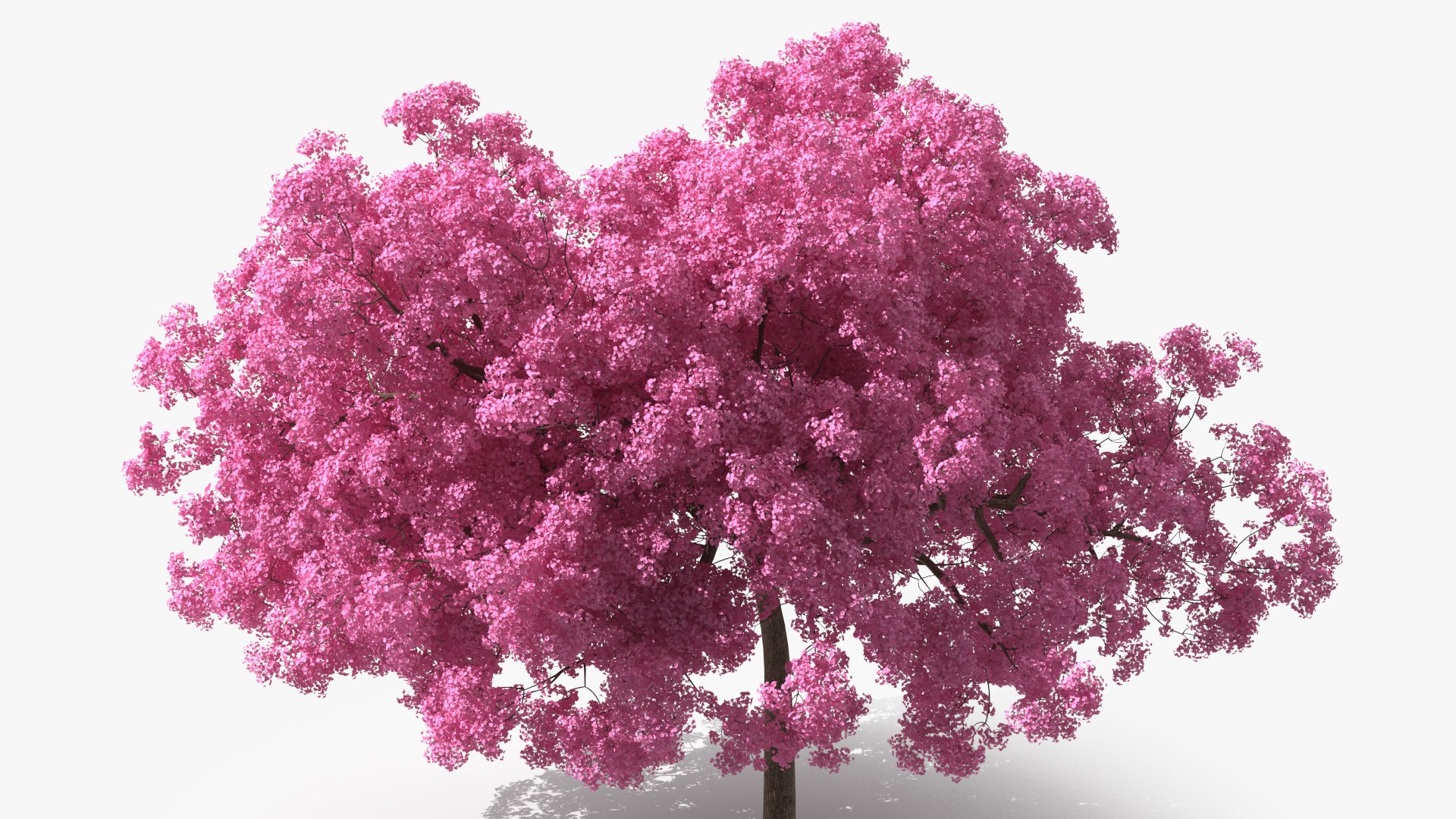 Pink Lapacho Tree 3D model - TurboSquid 1729559