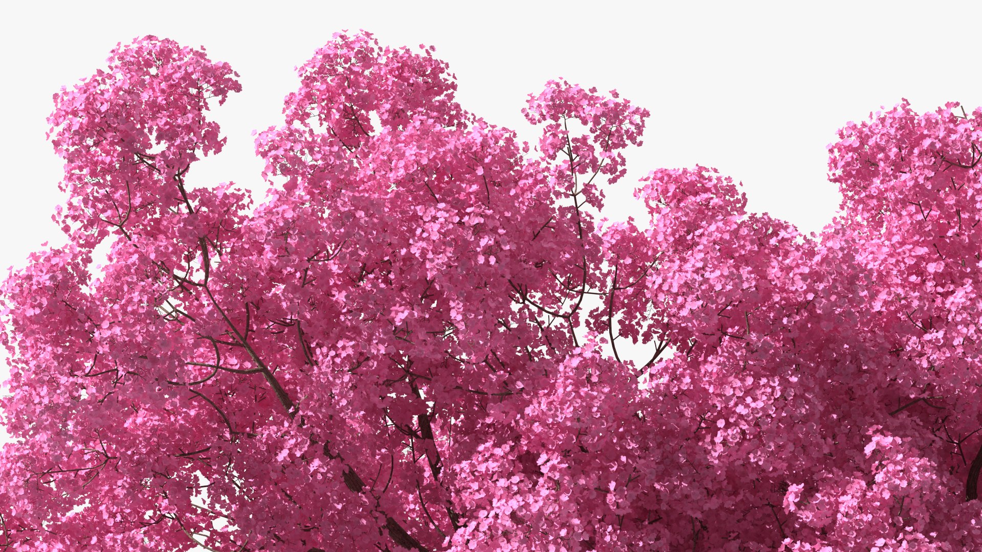 Pink Lapacho Tree 3D model - TurboSquid 1729559