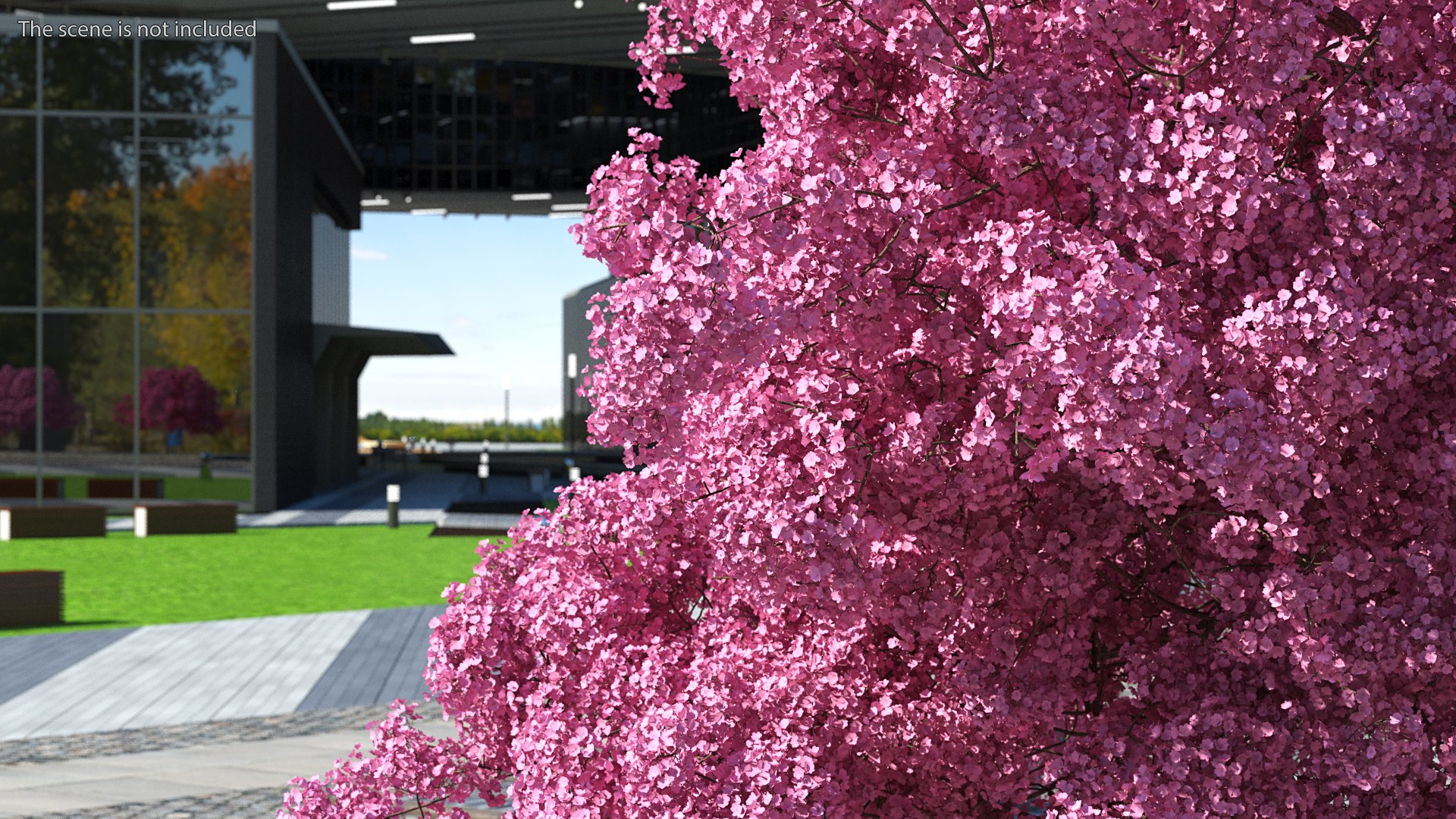 Pink Lapacho Tree 3D model - TurboSquid 1729559