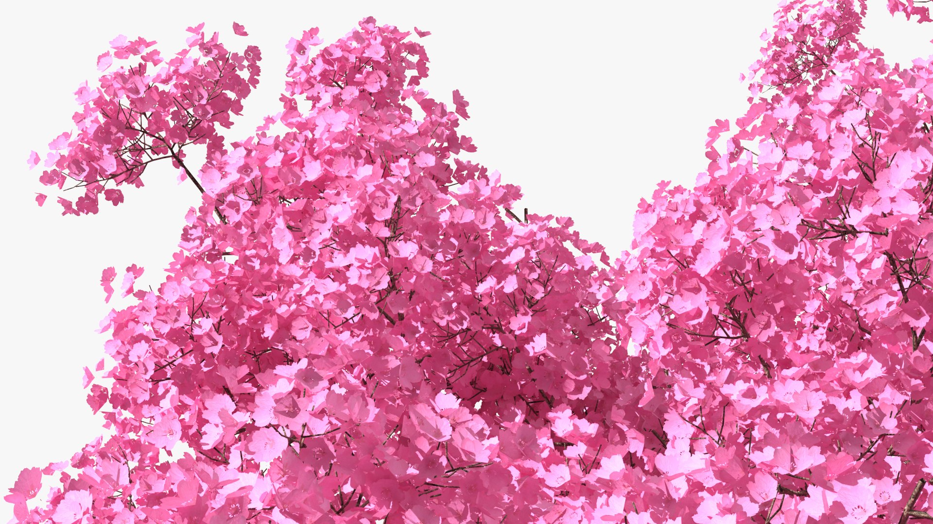 Pink Lapacho Tree 3D model - TurboSquid 1729559