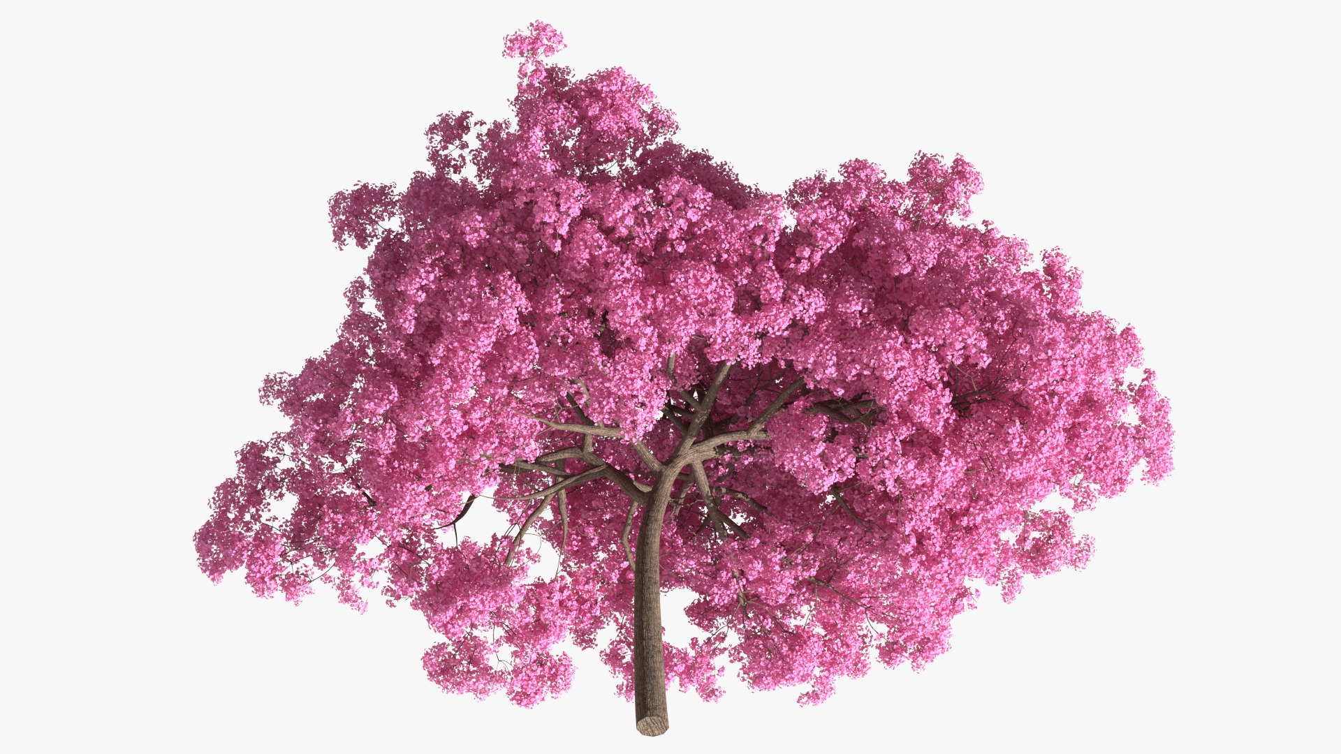 Pink Lapacho Tree 3D model - TurboSquid 1729559