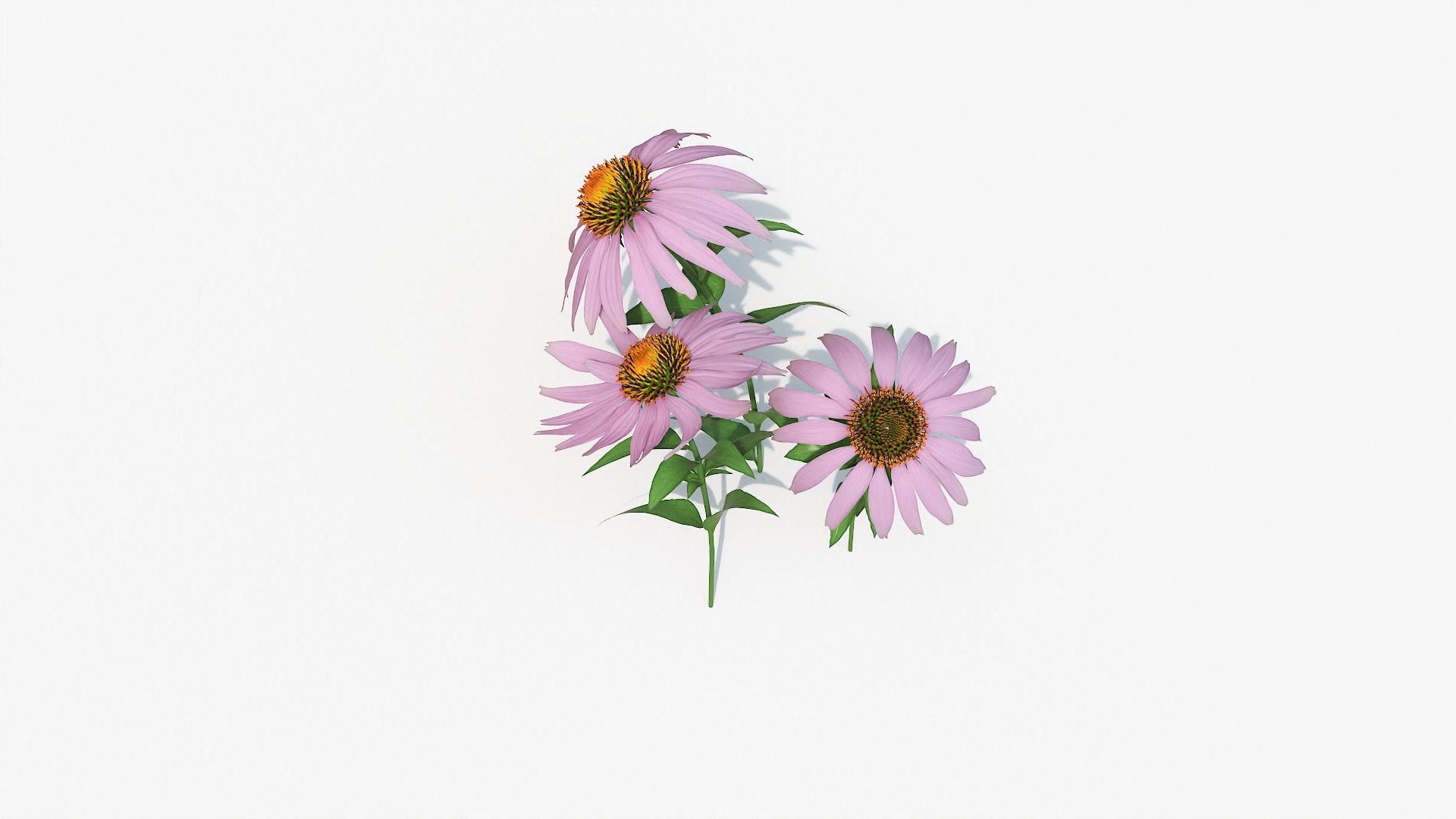 3D ConeflowerPlantMaxVray - TurboSquid 2327444