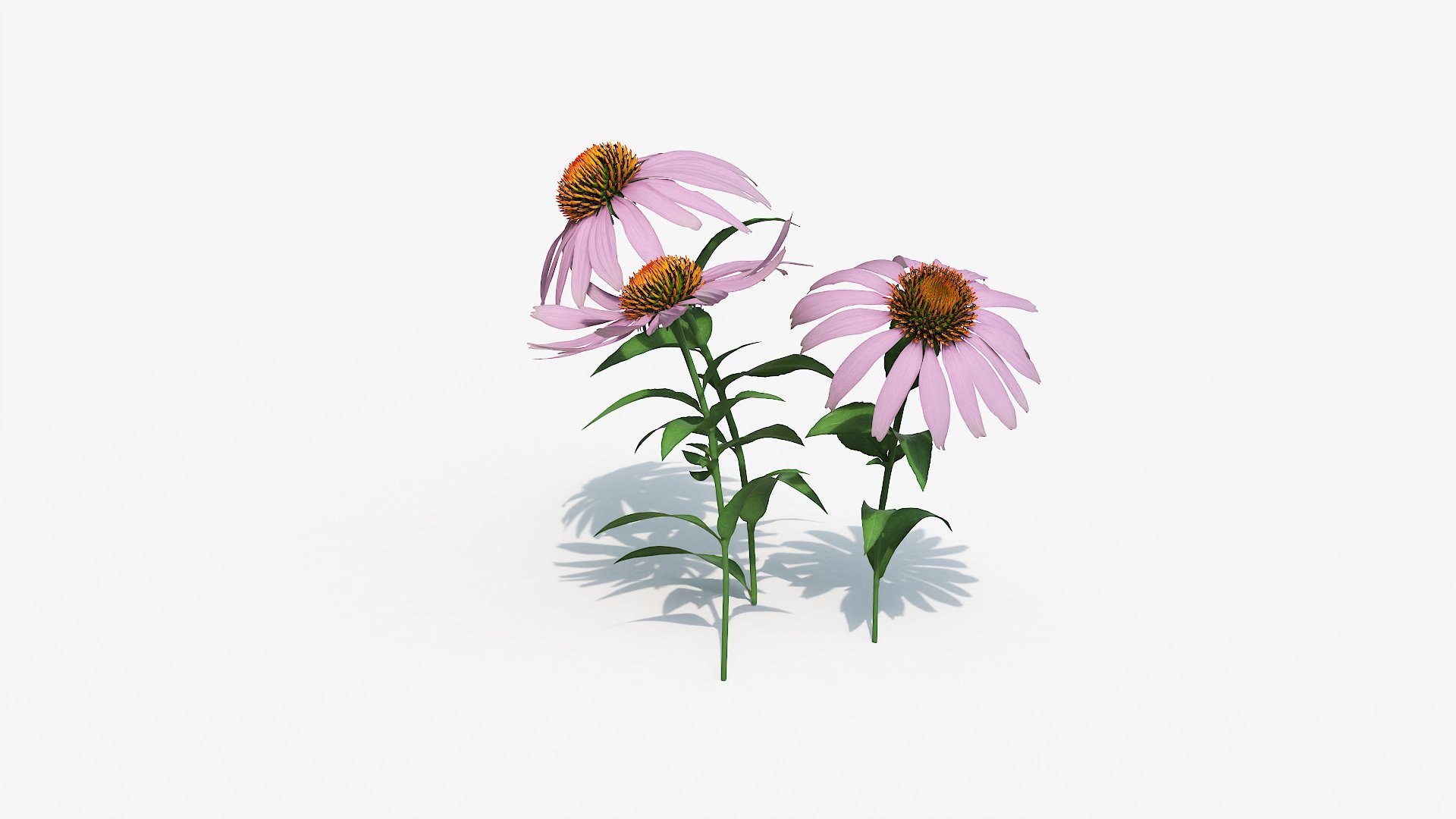 3D ConeflowerPlantMaxVray - TurboSquid 2327444