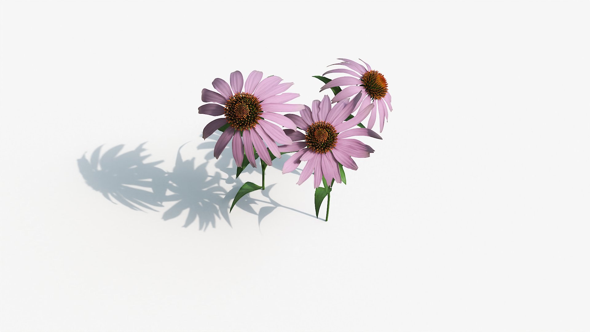 3D ConeflowerPlantMaxVray - TurboSquid 2327444