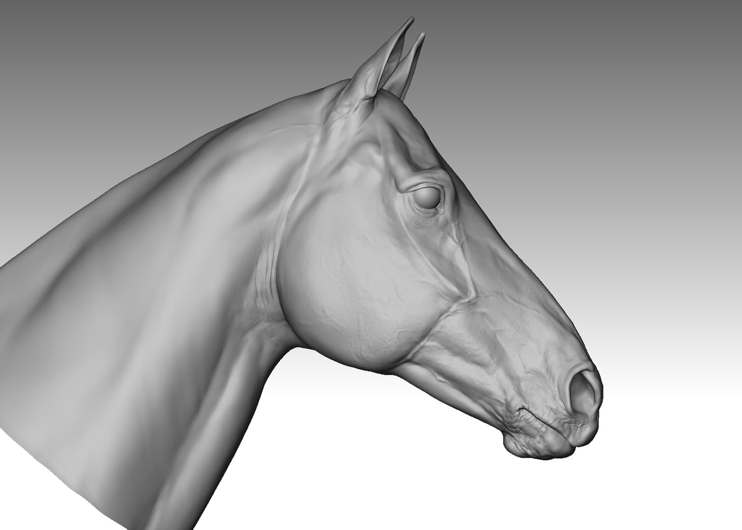 Horse head v2 3D model - TurboSquid 1375470