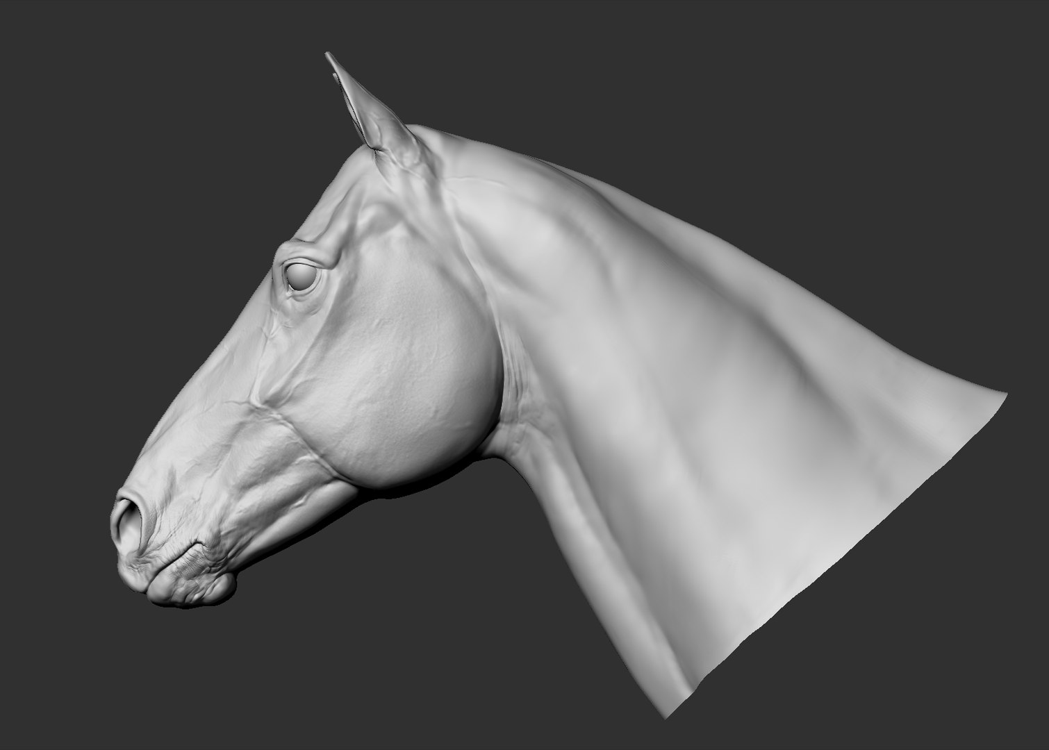 Horse head v2 3D model - TurboSquid 1375470