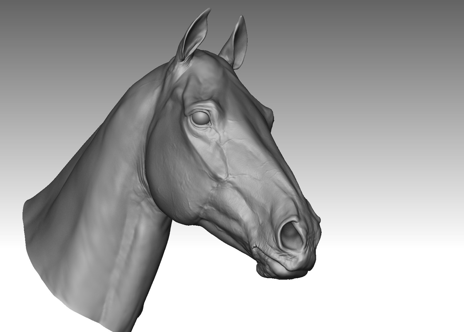 Horse head v2 3D model - TurboSquid 1375470
