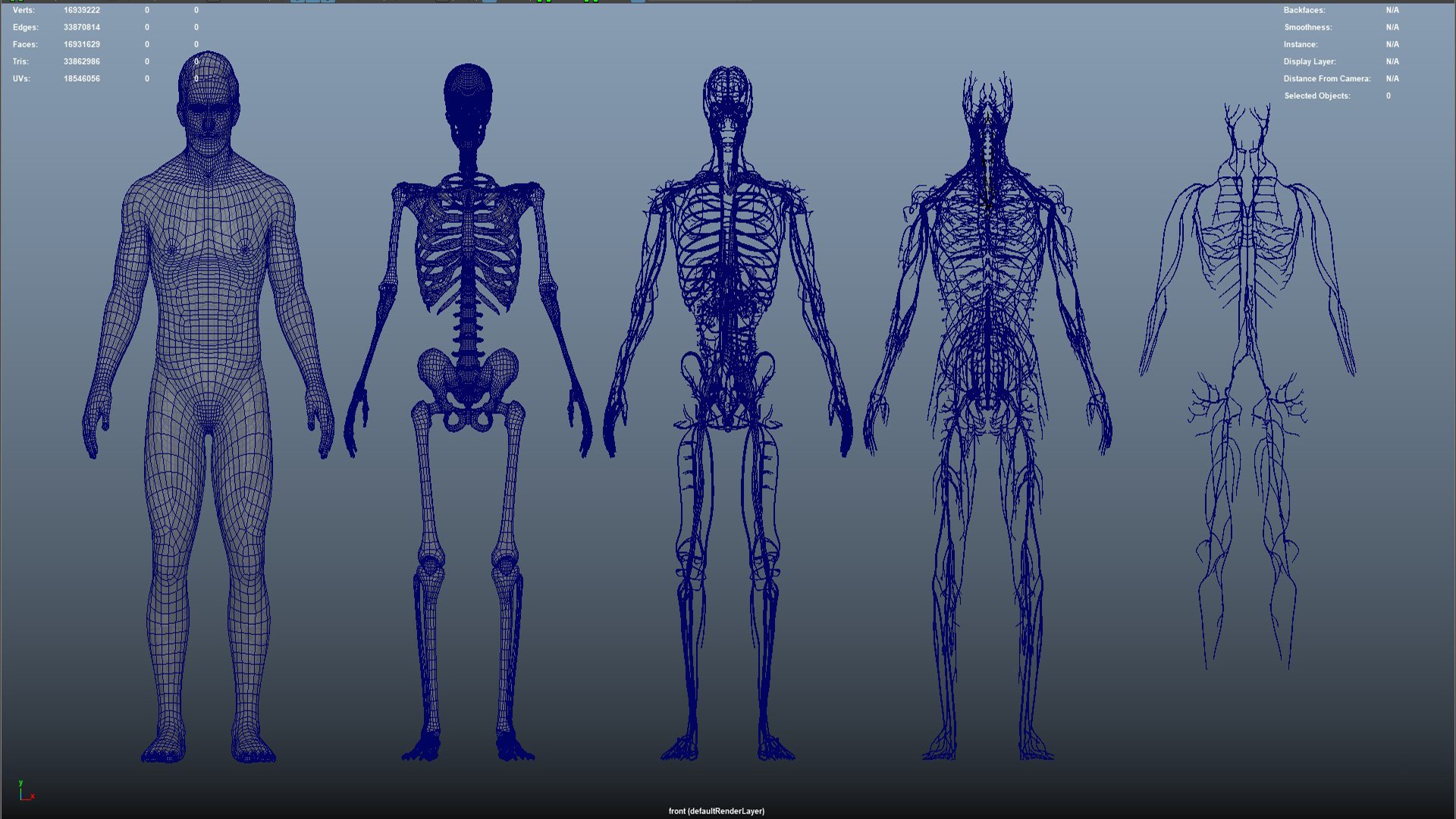 3D Natural Body With Skeleton And Arteries Veins Nerves And Lymph Nodes ...