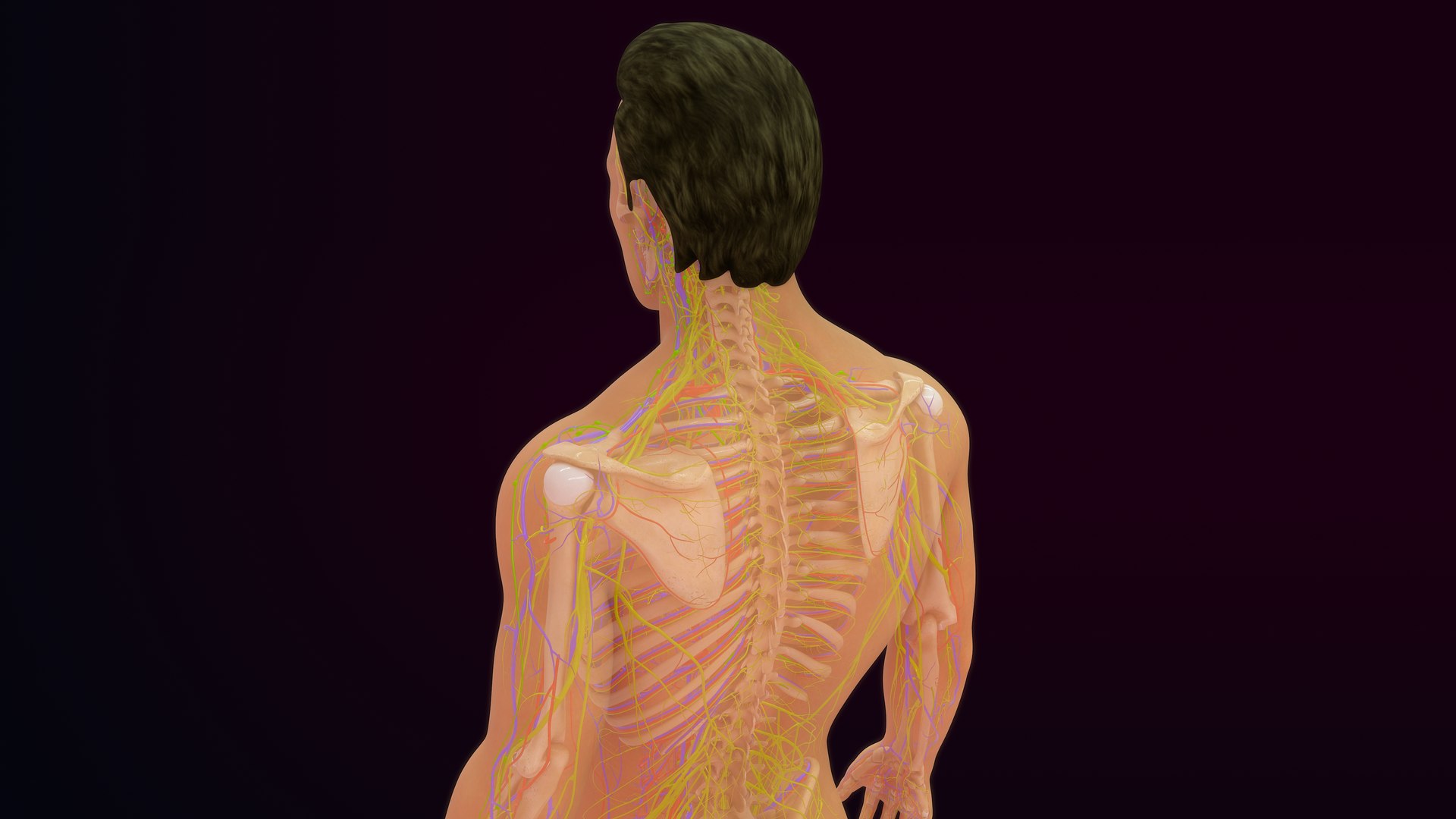 3D Natural Body With Skeleton And Arteries Veins Nerves And Lymph Nodes ...