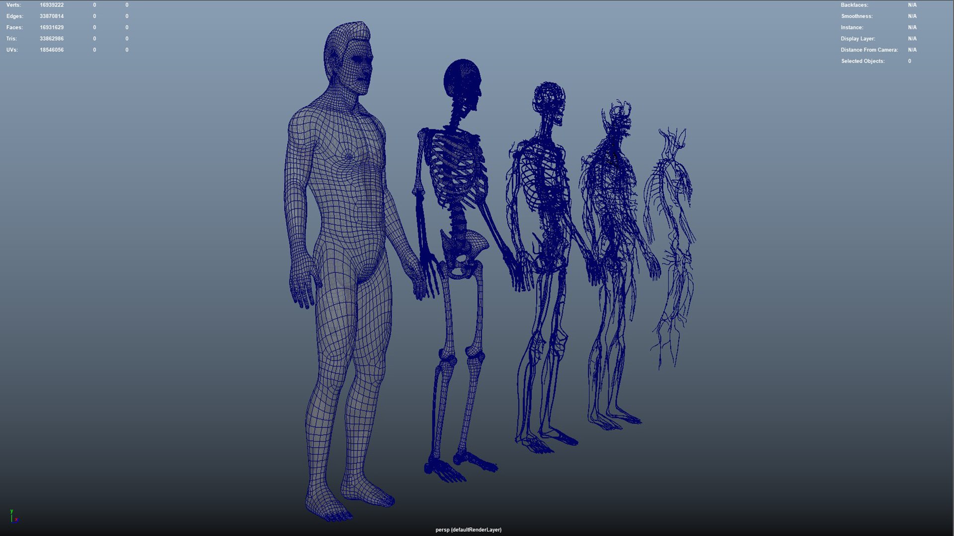 3D Natural Body With Skeleton And Arteries Veins Nerves And Lymph Nodes ...