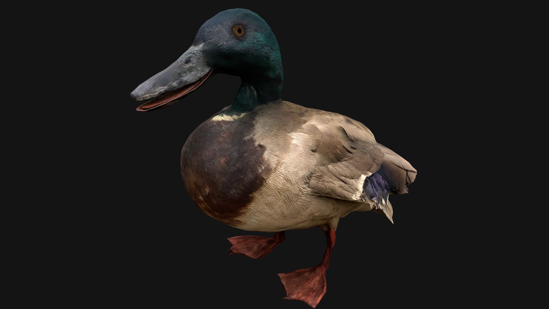 3D Duck Pack - TurboSquid 2074526