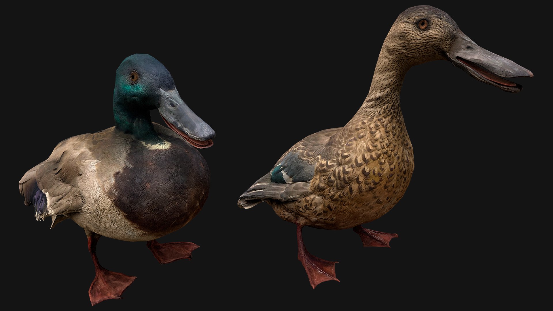 3D Duck Pack - TurboSquid 2074526