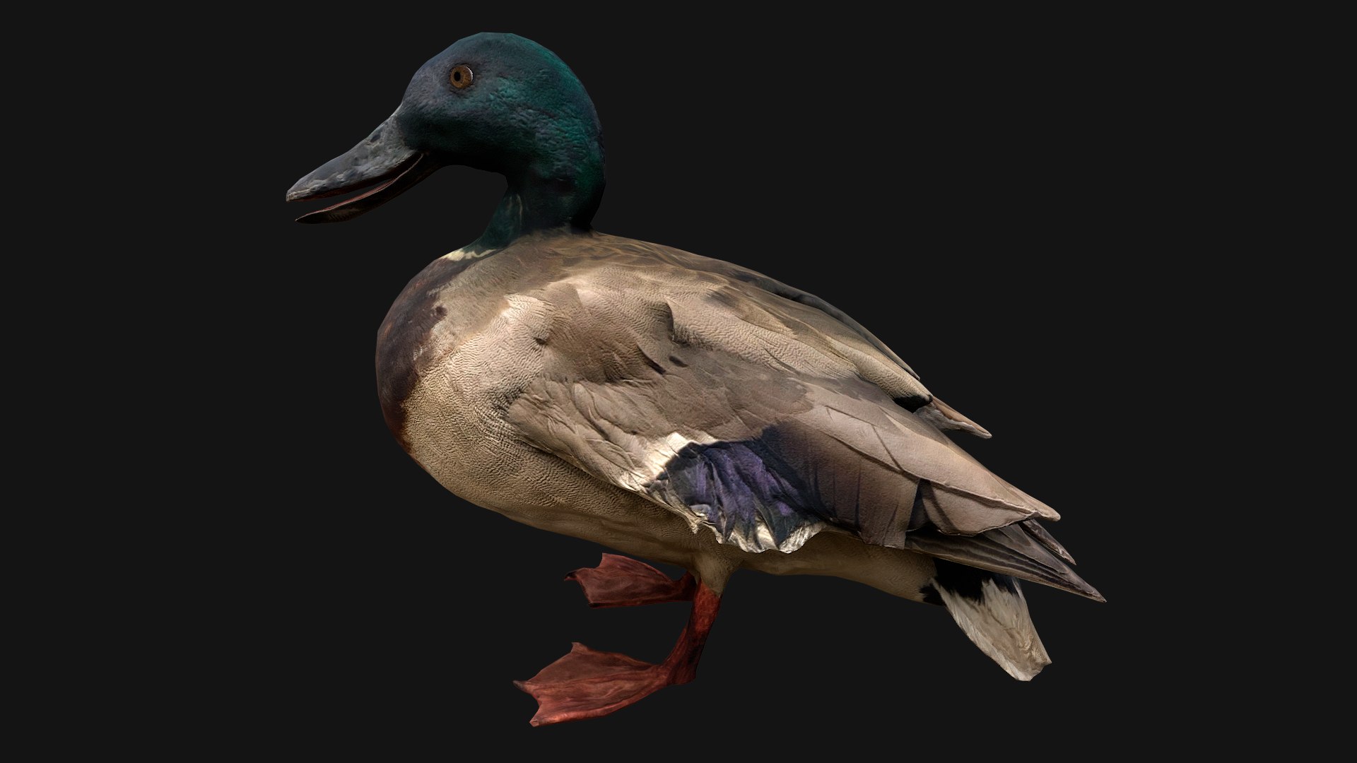 3D Duck Pack - TurboSquid 2074526