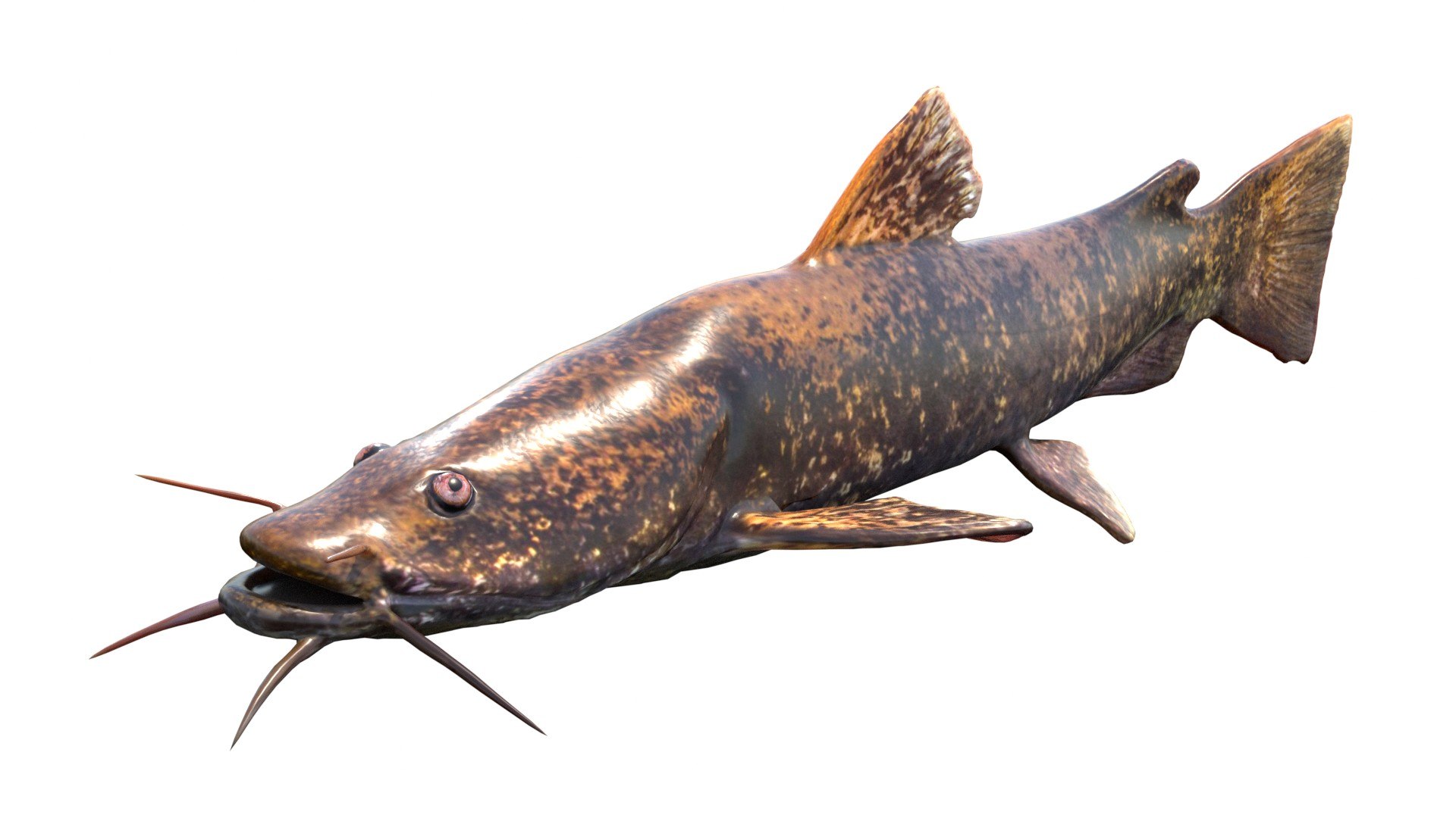 3D Flathead Catfish Model - TurboSquid 2511895