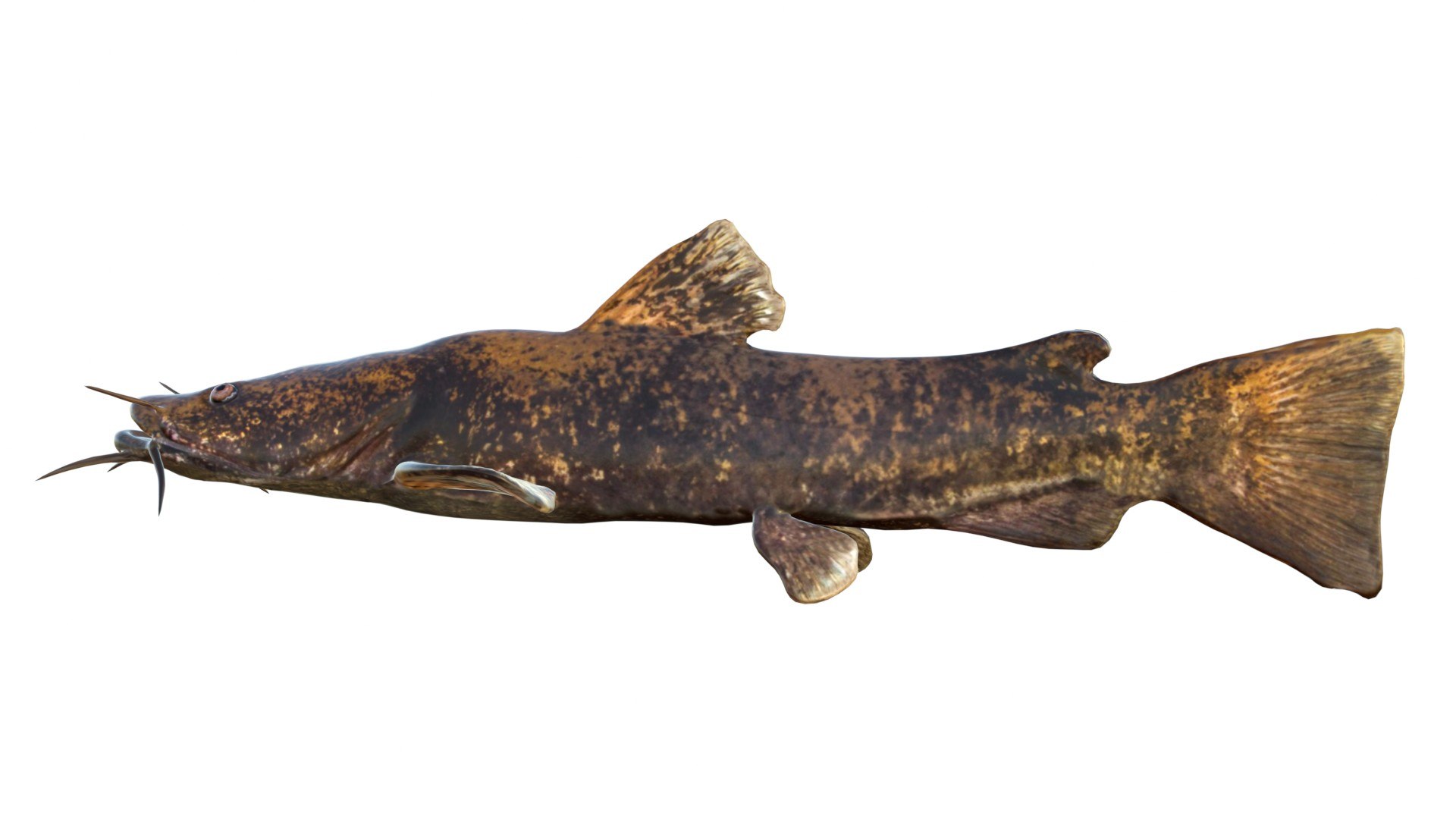 3D Flathead Catfish Model - TurboSquid 2511895