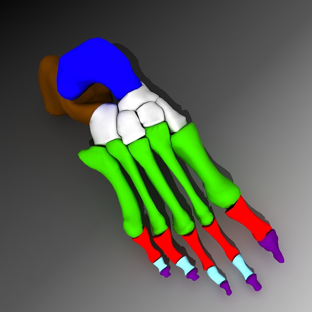 Foot Skeleton 3ds