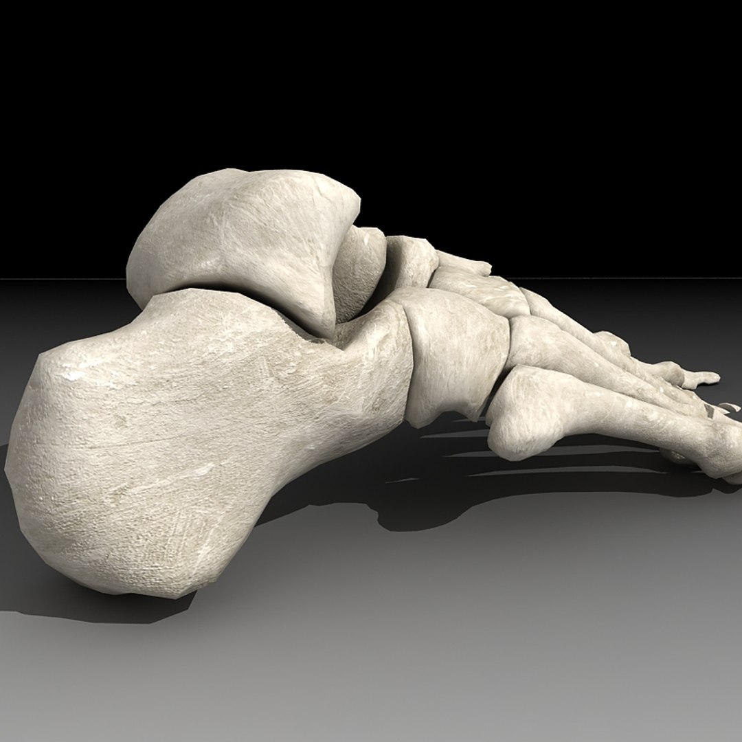Foot Skeleton 3ds